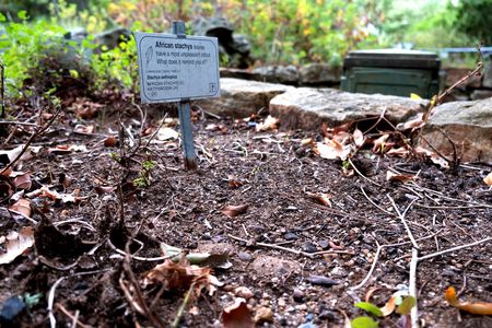 Kirstenbosch is going to seed, warn experts