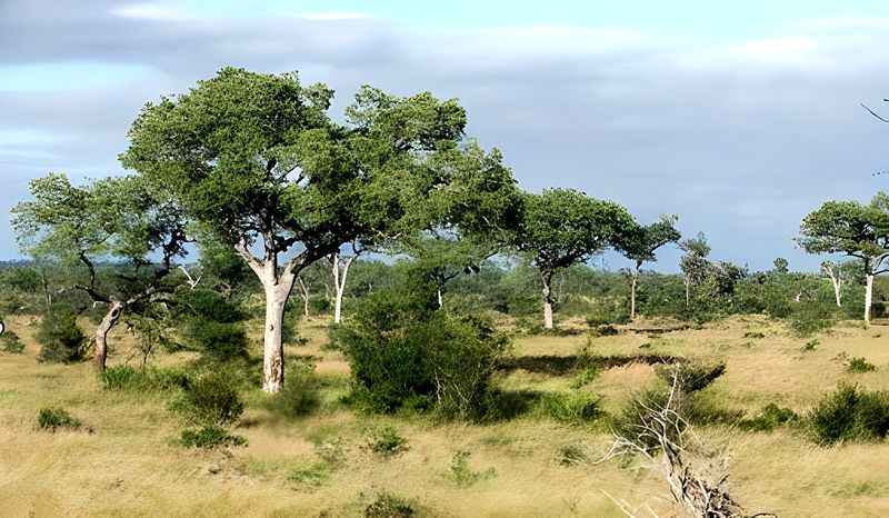 Elephants or marula trees? A plant ecologist’s uneasy view from the ...