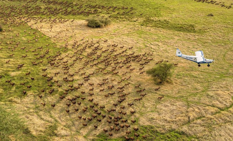 SA clams up on its hunt for oil in world’s largest animal migration ...