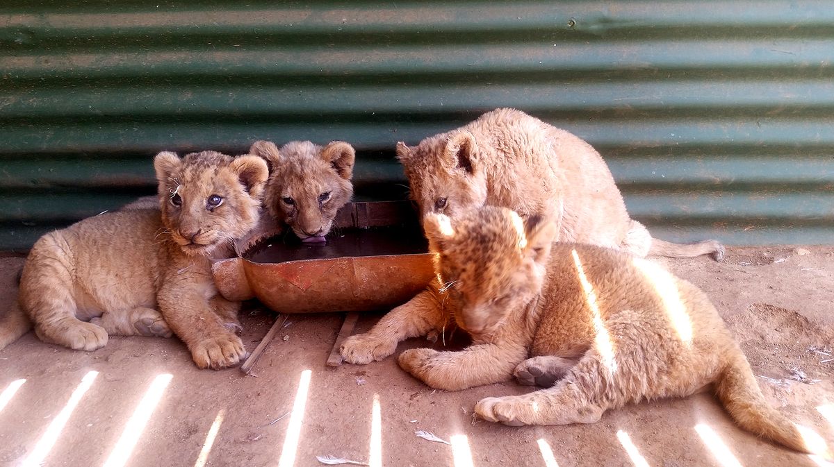The battle for animal welfare in South Africa