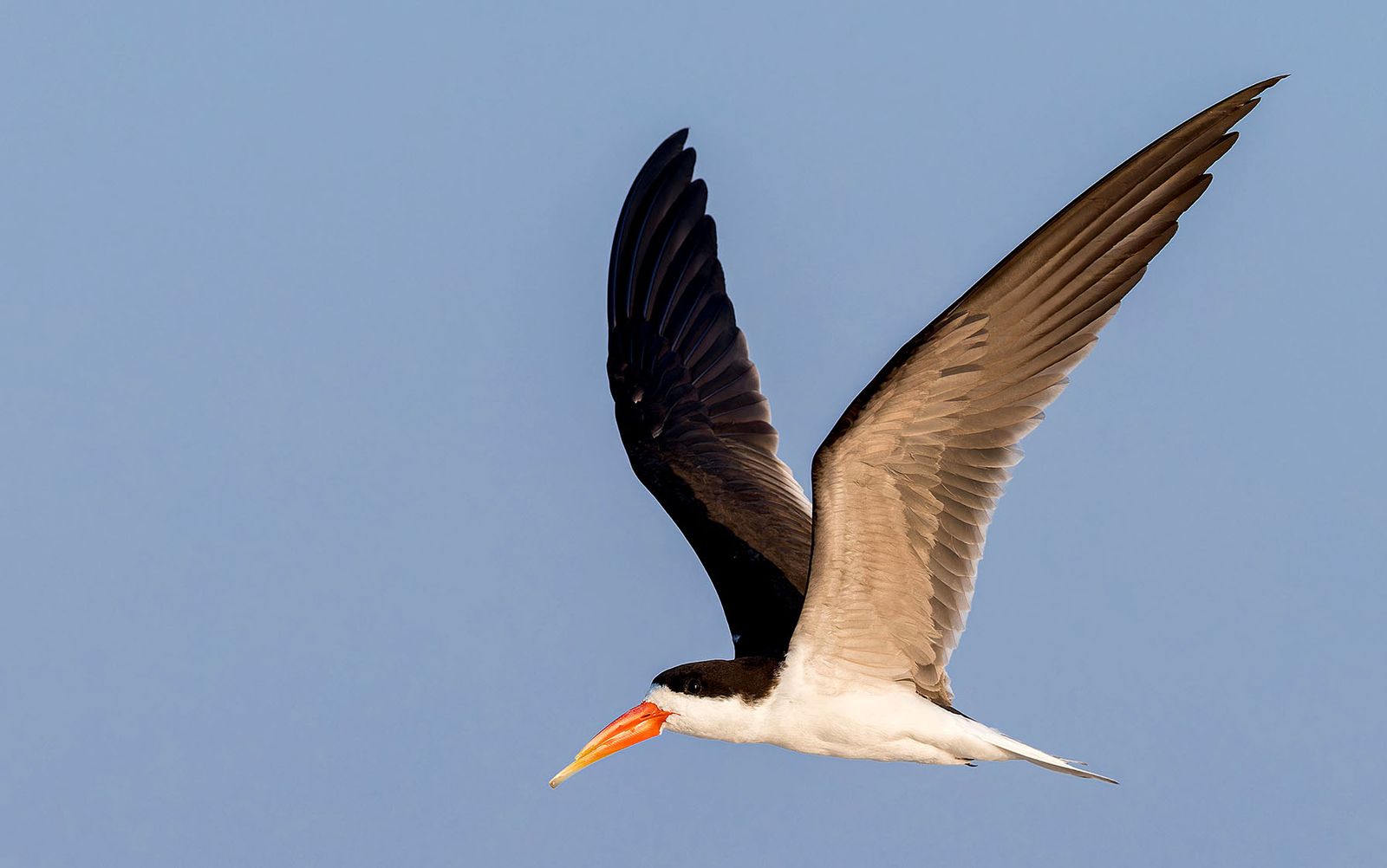 Africa’s waterbirds fly the gauntlet of hunger, disease, bullets and ...