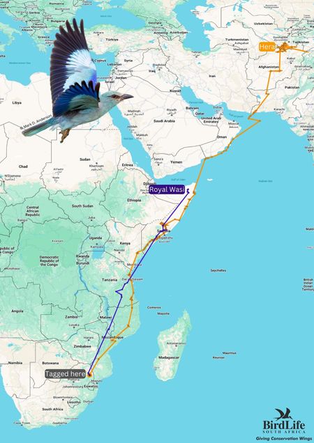 European Roller — miniature backpack traces a remarkable migration