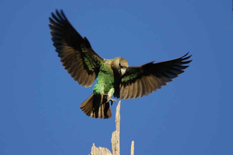 Flight of their lives: The mission to save the Cape parrot