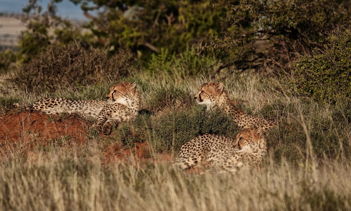 Tented Safari in the Sneeuberg — Plains Camp at Samara Karoo Reserve